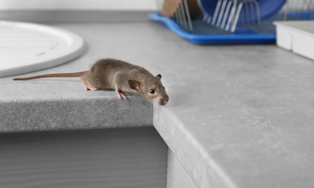 How High Can Mice Jump? All You Need To Know – HEALTHY BUZZ